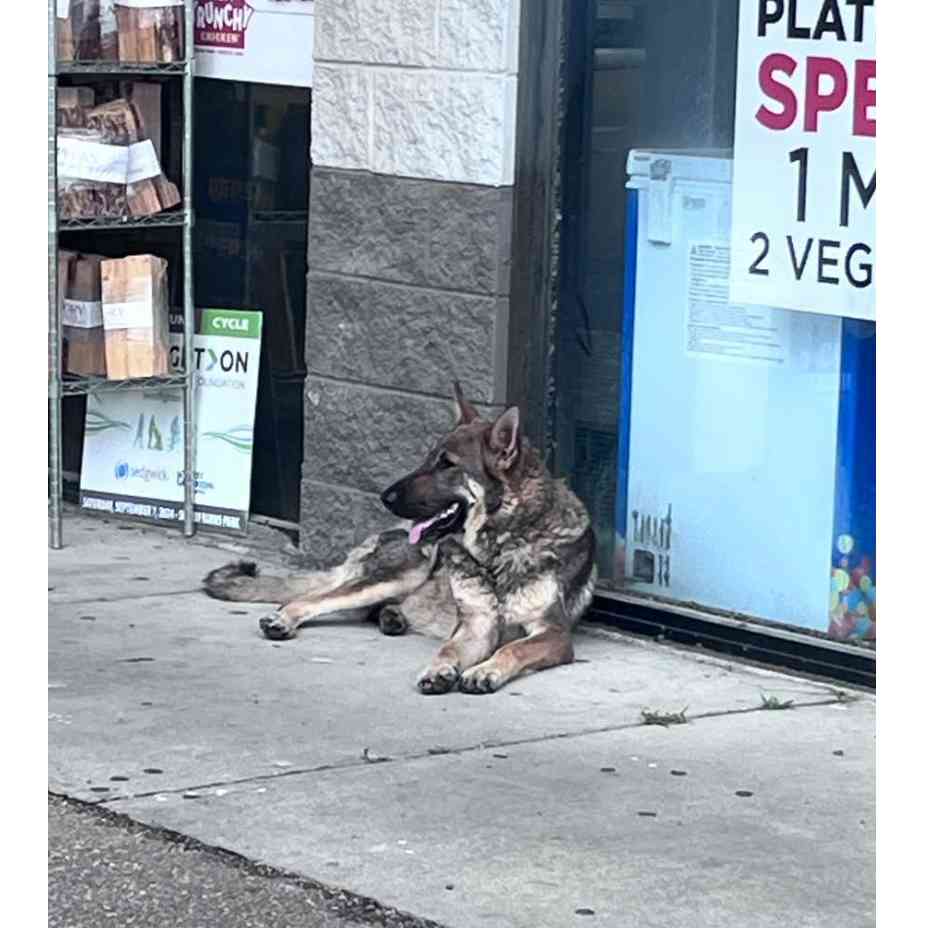 Donate to Athena | Support animal welfare with CUDDLY