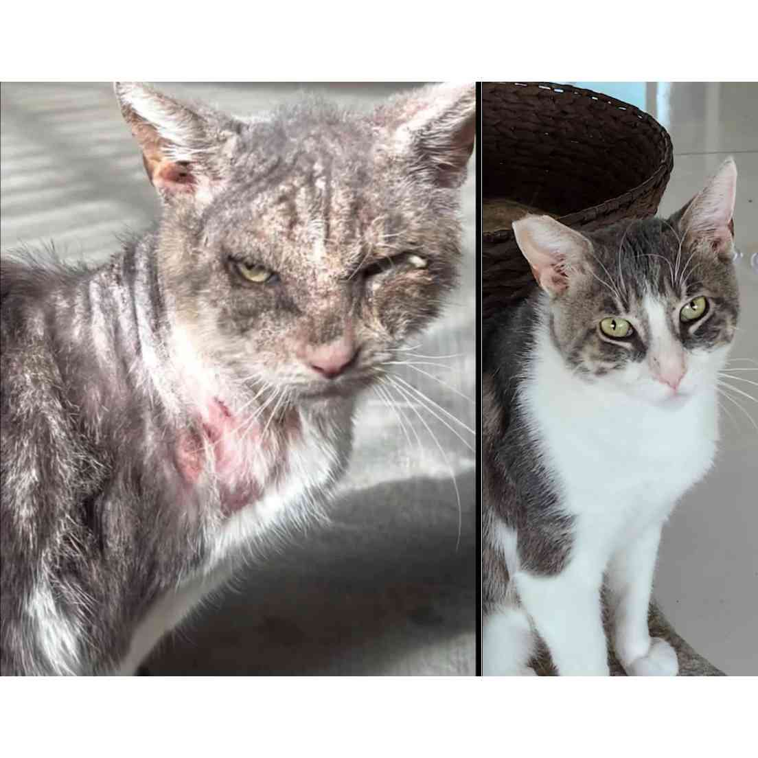 Donate to Pull Our Rescue Back From The Brink | Support animal welfare ...