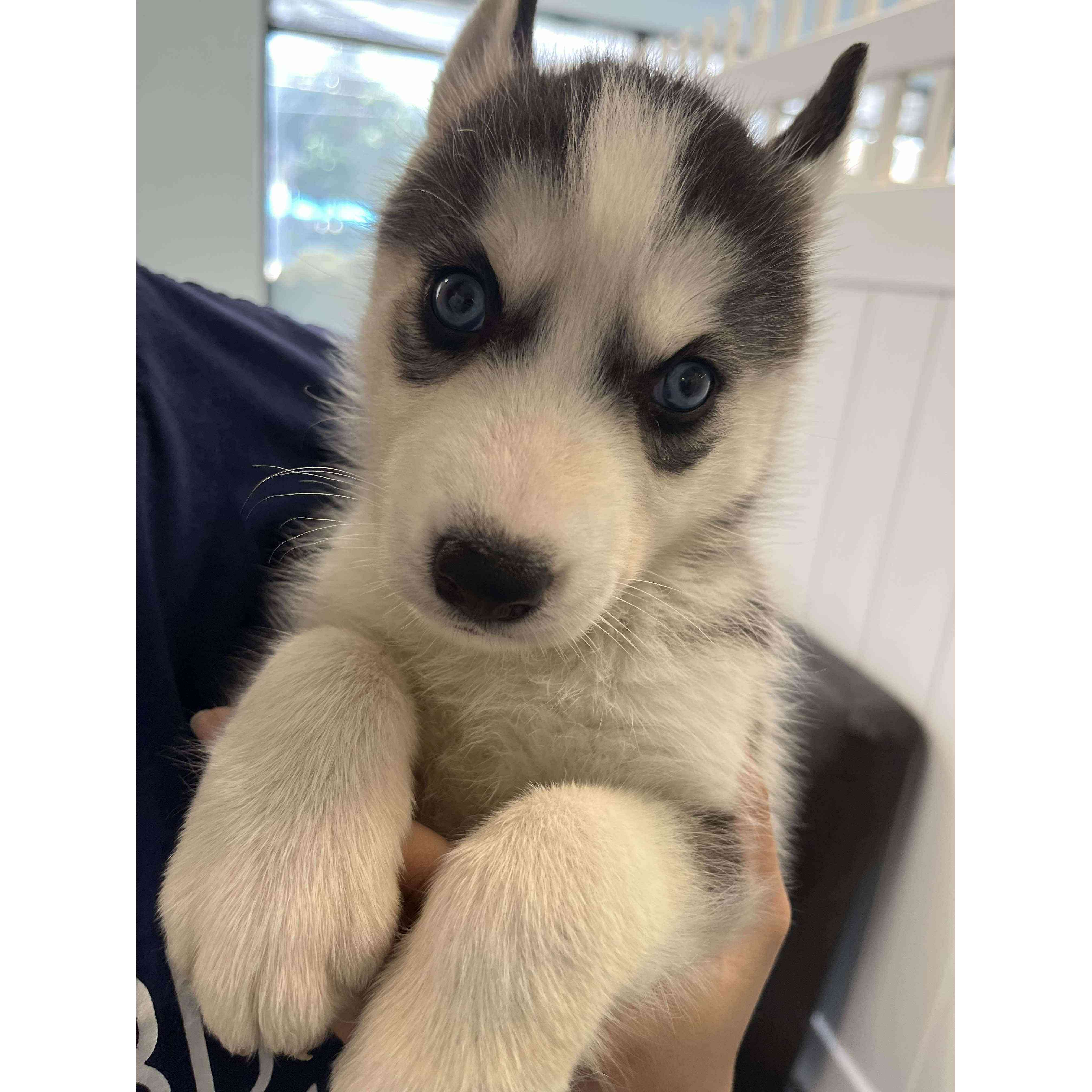 Donate to This Husky Mama And Her Puppies | Support animal welfare with ...