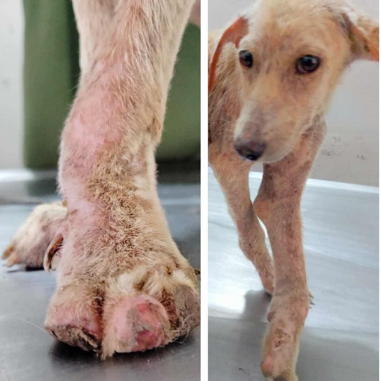 Donate to Amara | Support animal welfare with CUDDLY