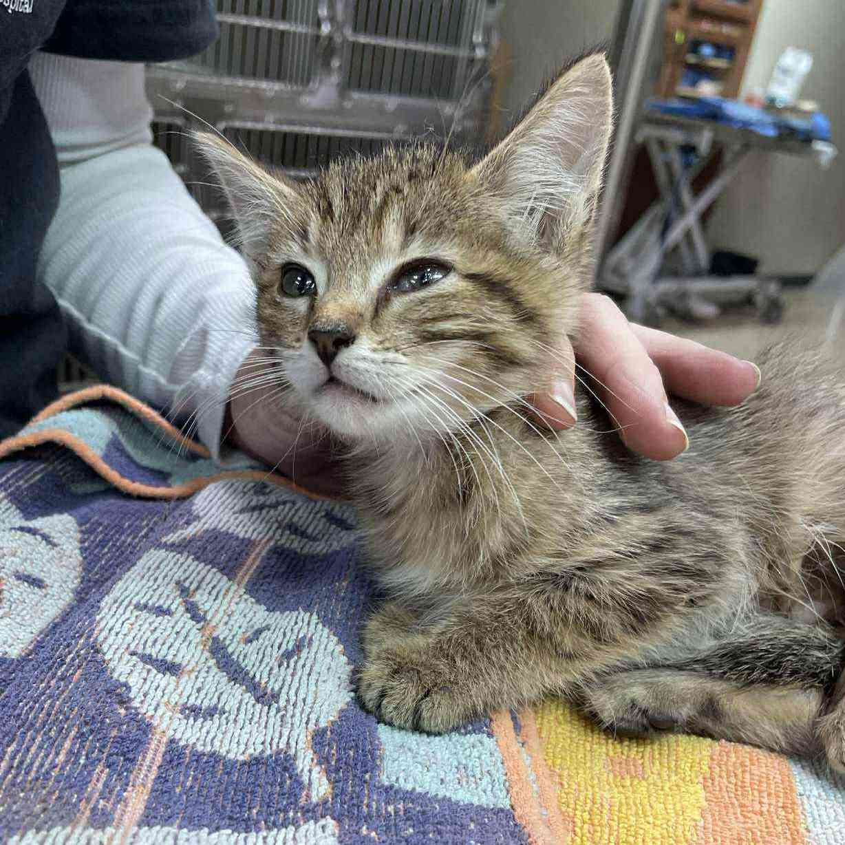 Donate to TidBit | Support animal welfare with CUDDLY