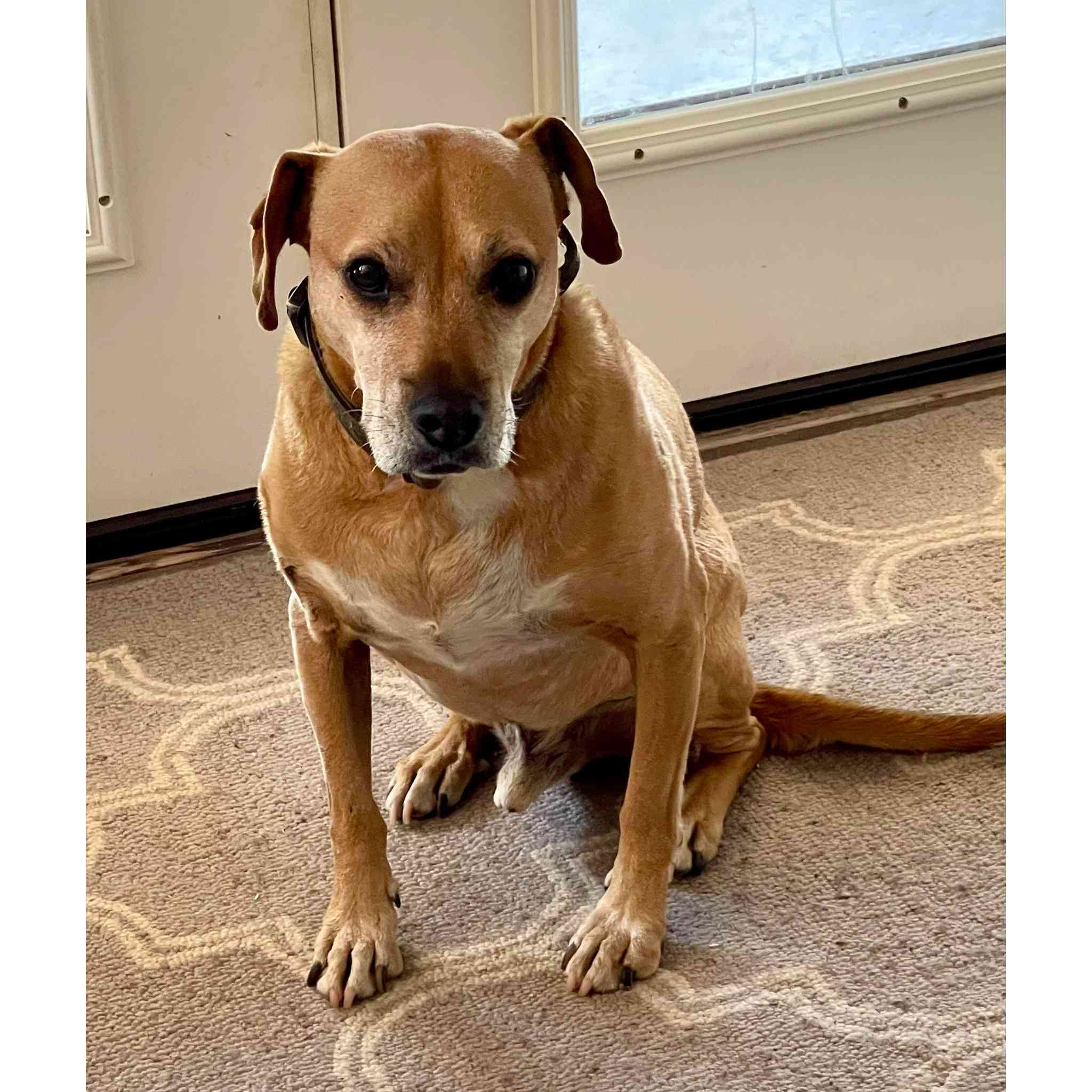 Donate to Samson | Support animal welfare with CUDDLY