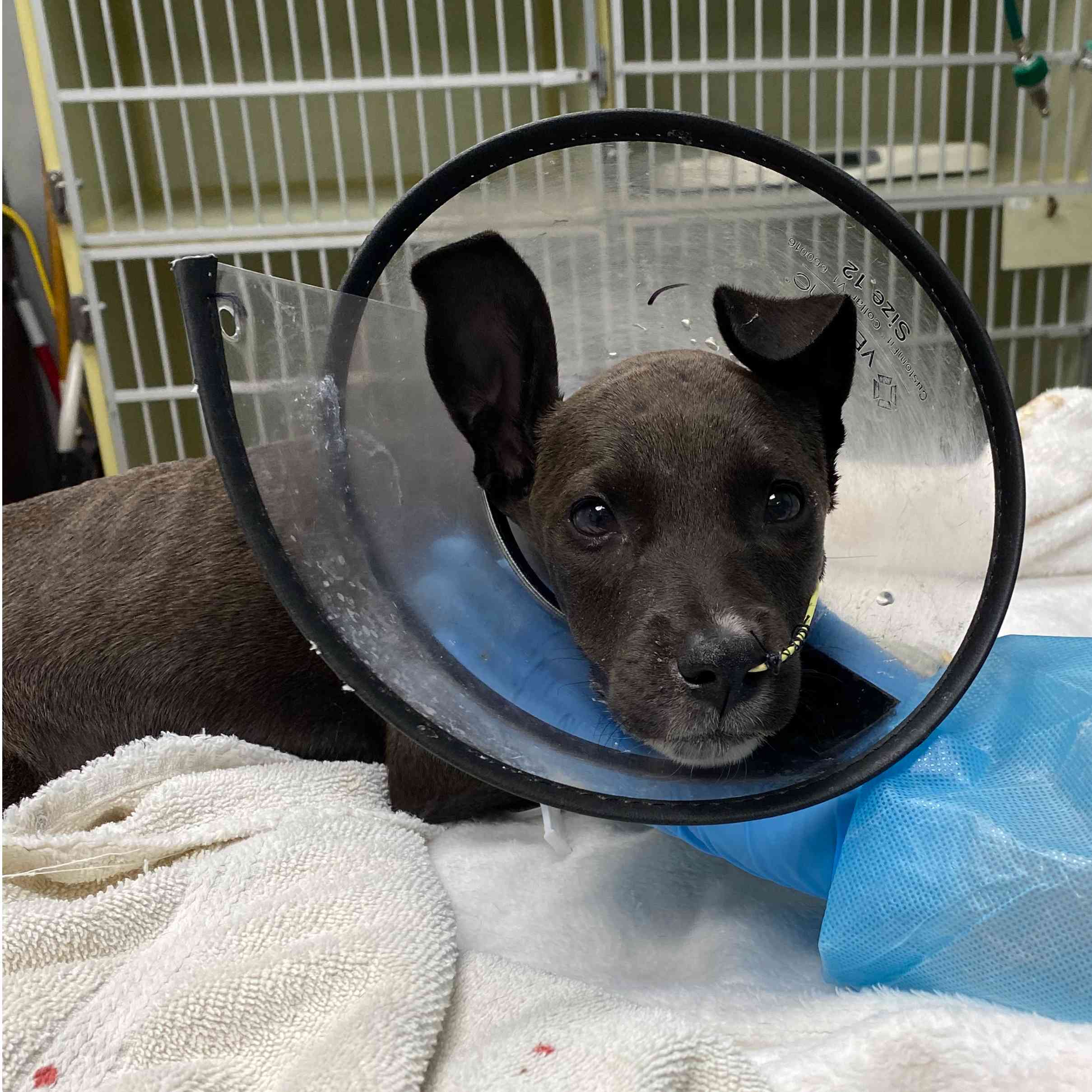 Donate to These Neglected Pups | Support animal welfare with CUDDLY