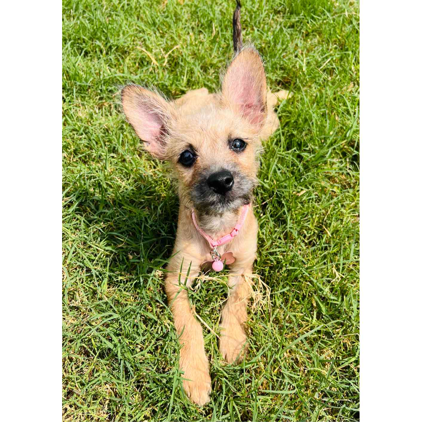 Donate to Poppy | Support animal welfare with CUDDLY