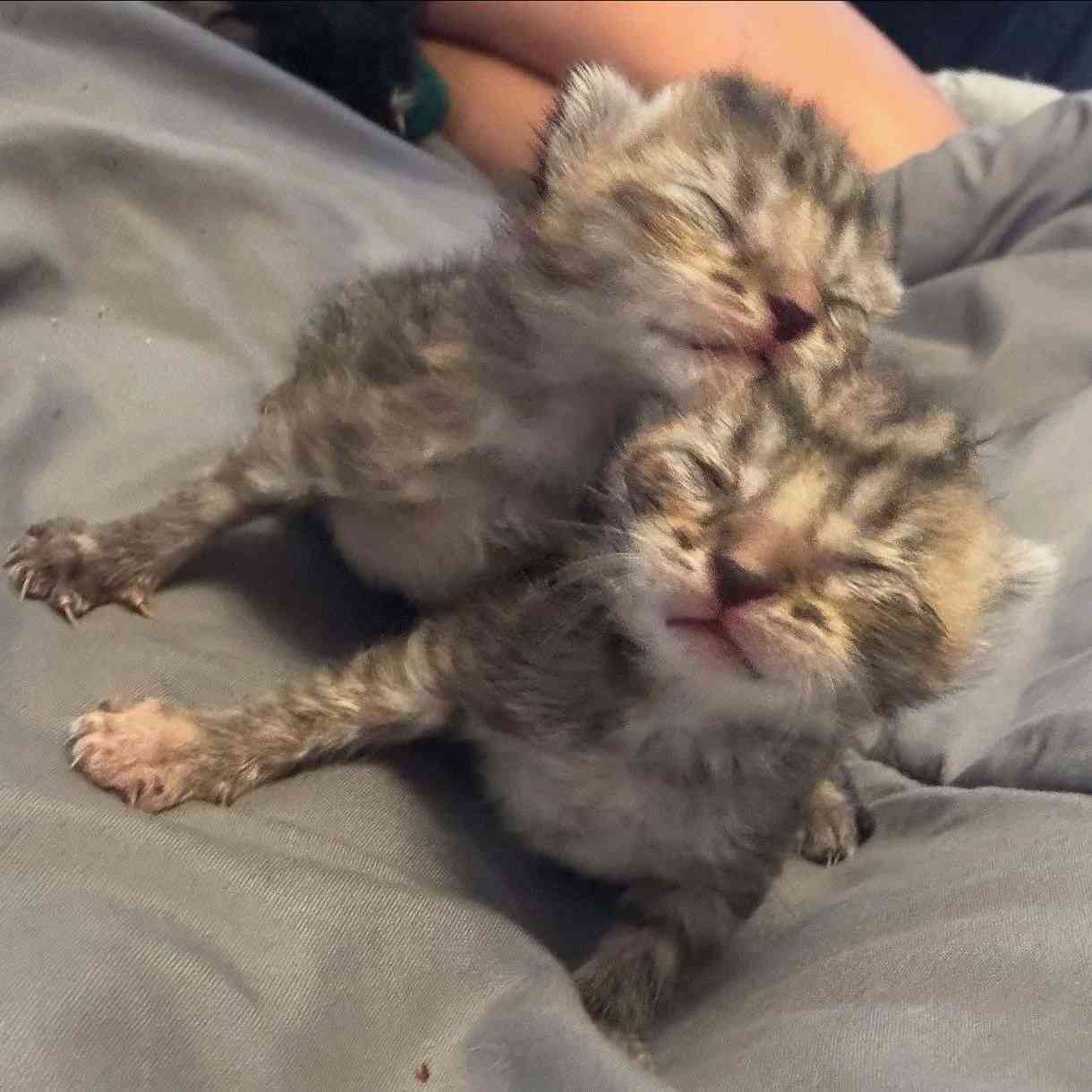 Donate to These Fragile Kittens | Support animal welfare with CUDDLY