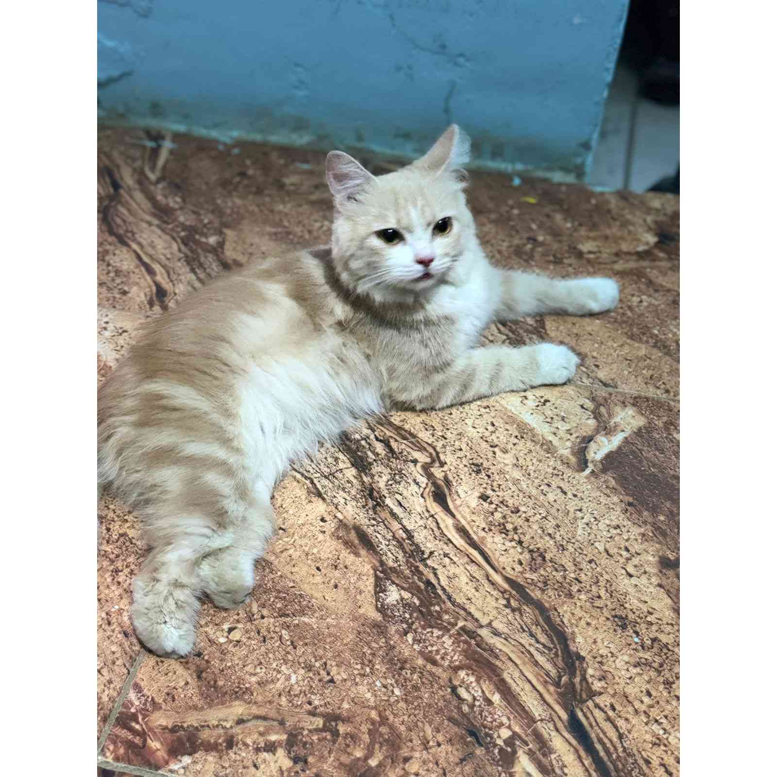 Donate to Leo | Support animal welfare with CUDDLY