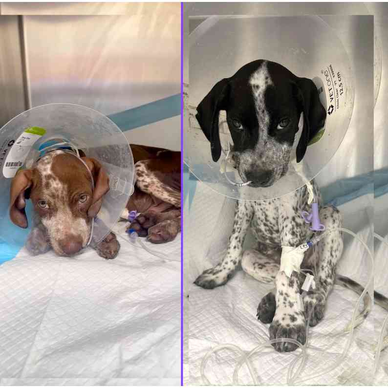 Donate to Two Pointer Puppies | Support animal welfare with CUDDLY
