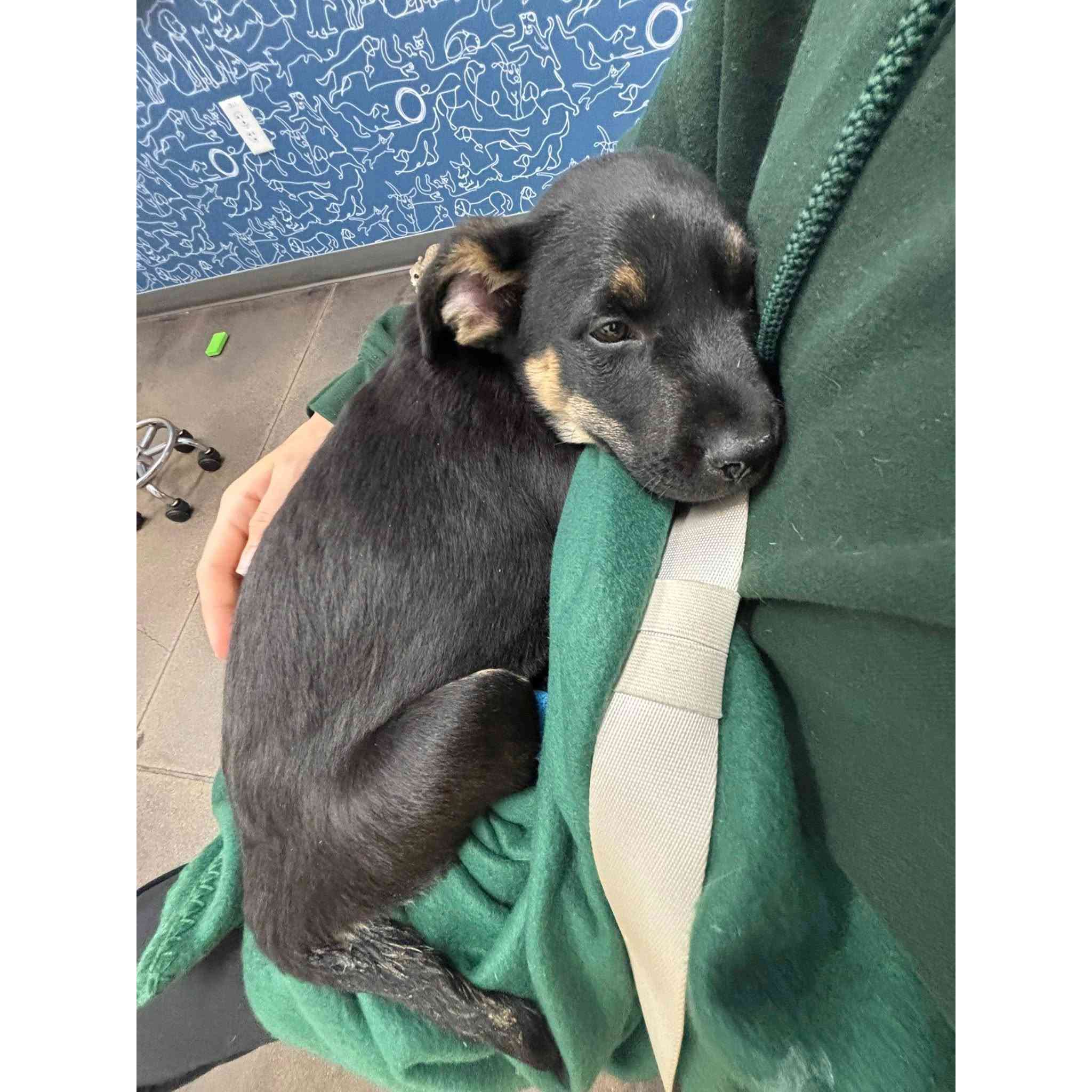 Donate to Axel | Support animal welfare with CUDDLY