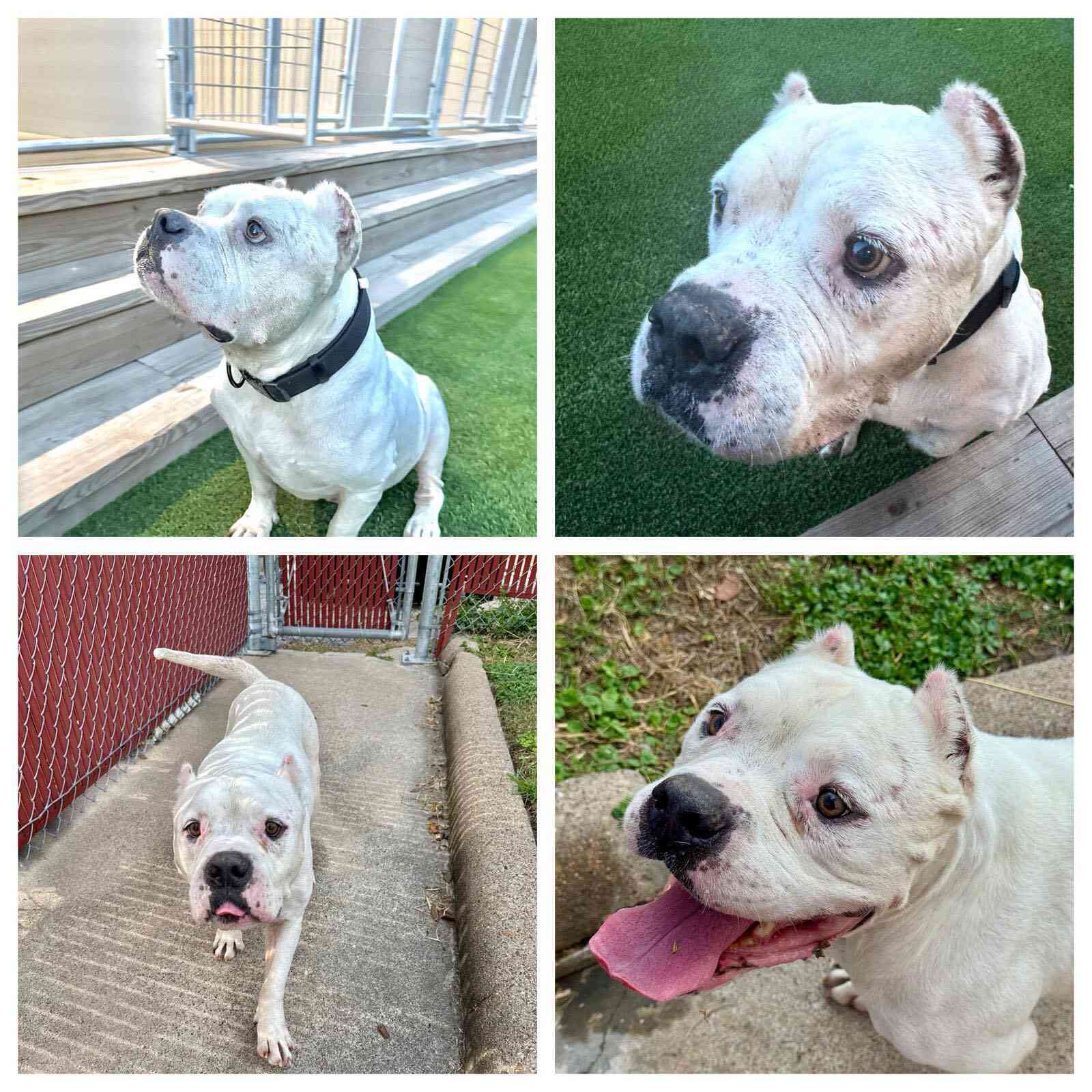 Donate to Otis | Support animal welfare with CUDDLY