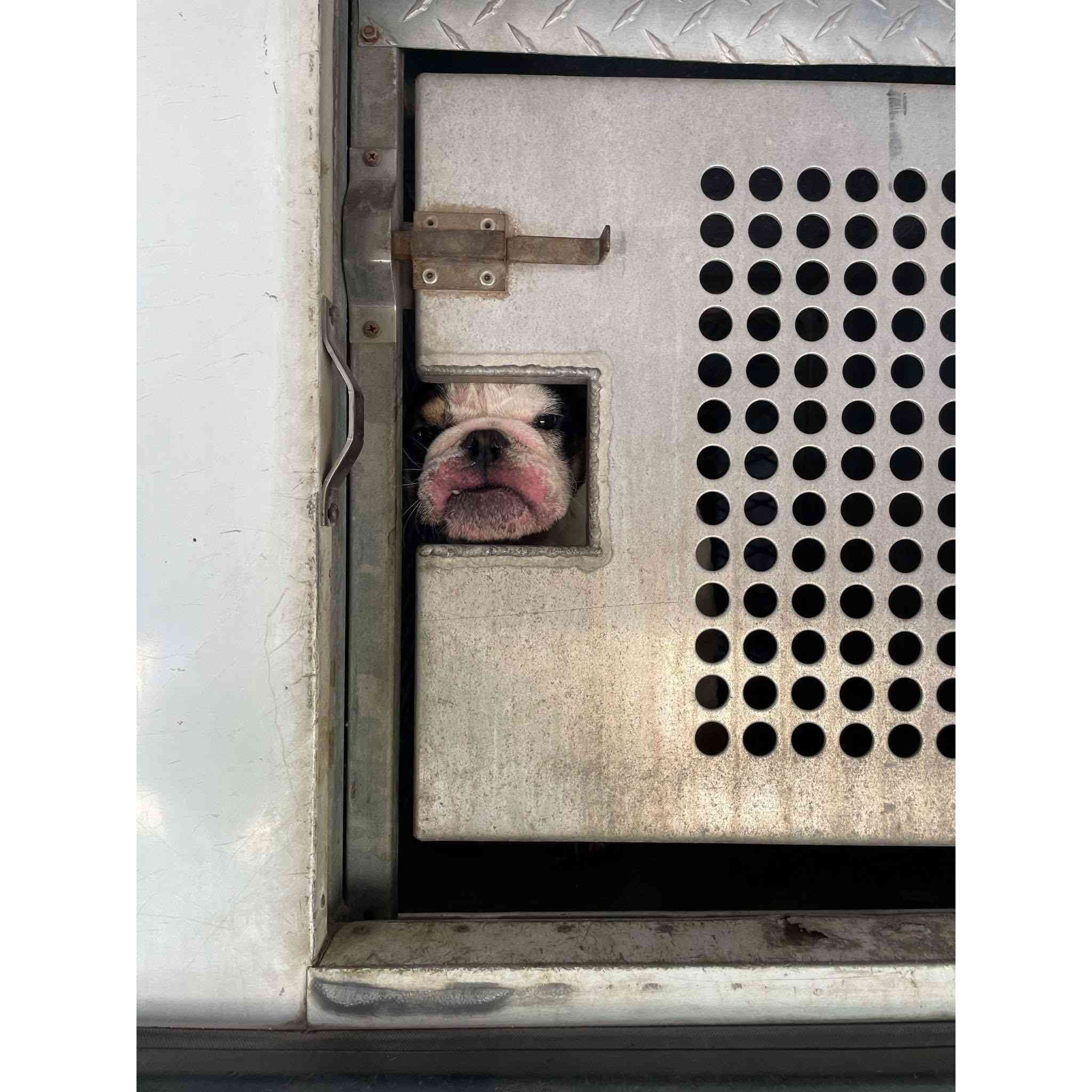 Donate to Snaggletooth | Support animal welfare with CUDDLY