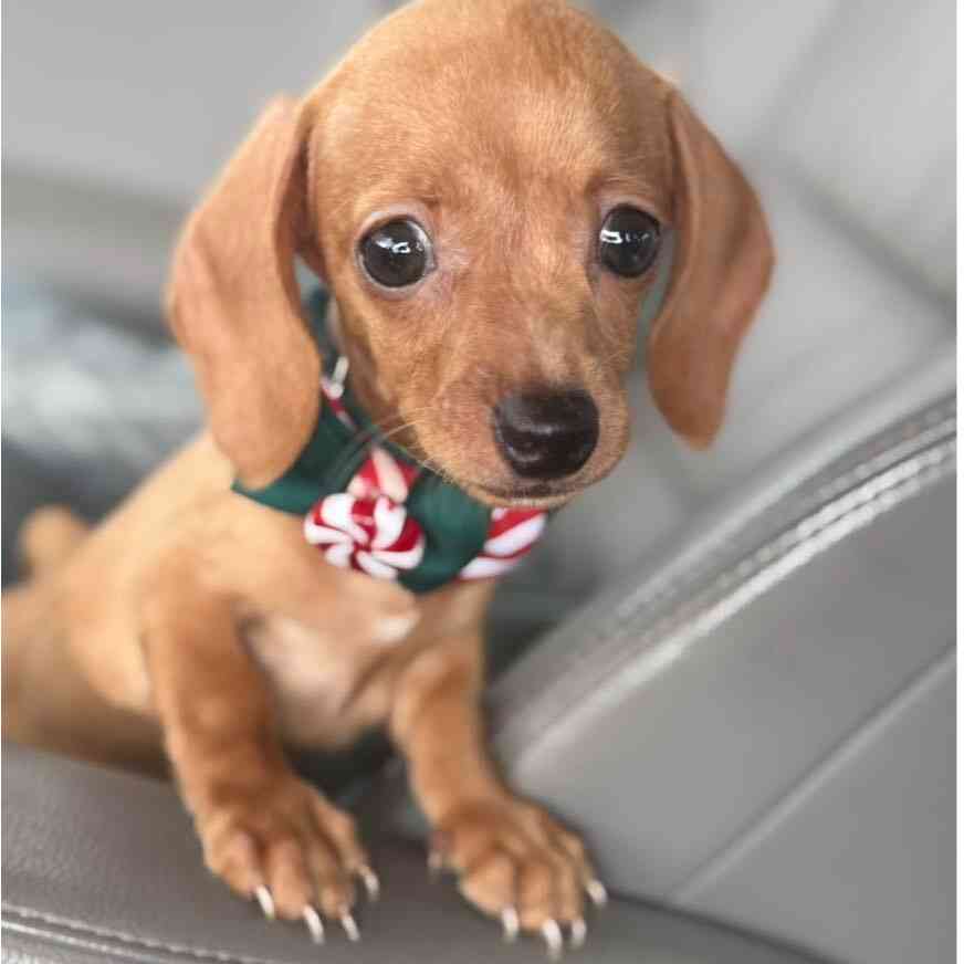 Donate to Jimmy Neutron | Support animal welfare with CUDDLY