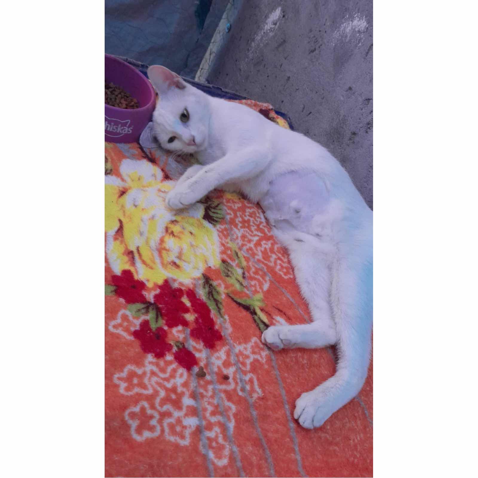 Donate to Street cat needs C section surgery | Support animal welfare ...