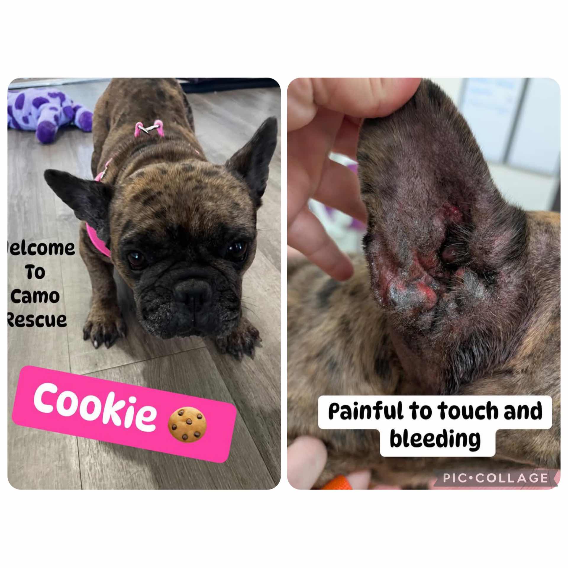 Donate to Cookie | Support animal welfare with CUDDLY