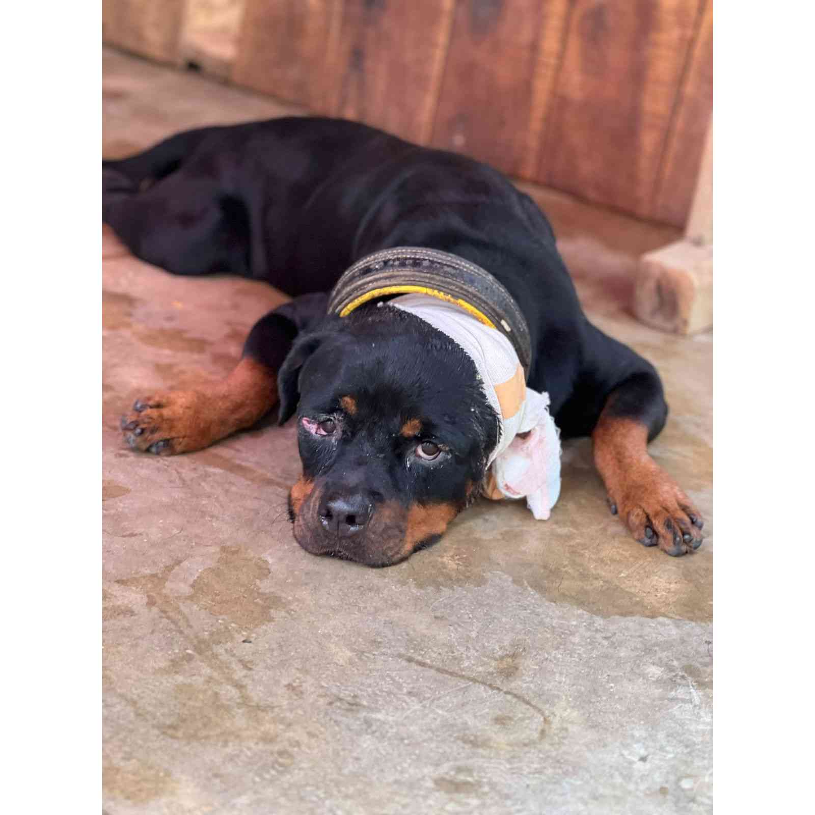 Donate to Rick | Support animal welfare with CUDDLY
