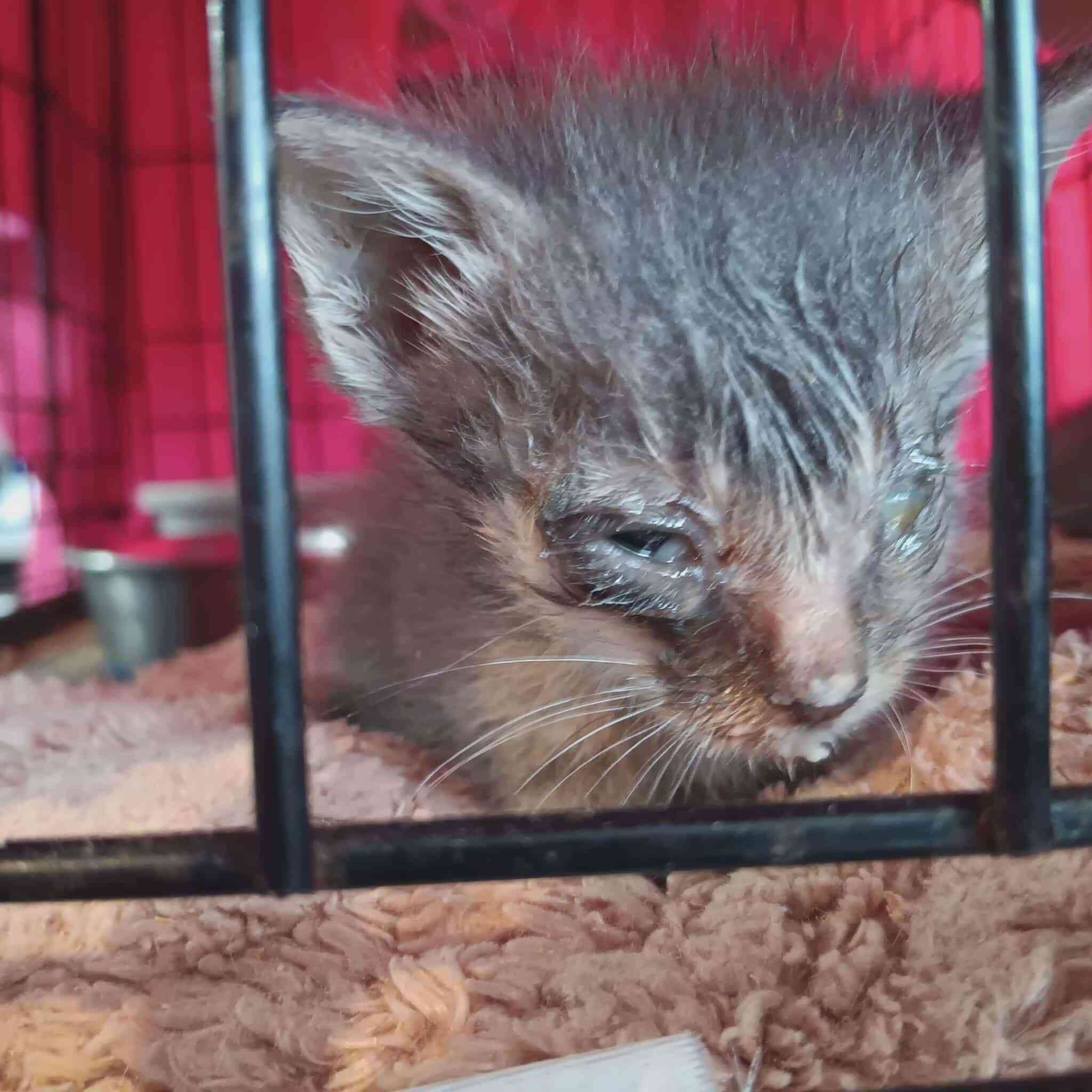 Donate to Hela And Spitfire | Support animal welfare with CUDDLY