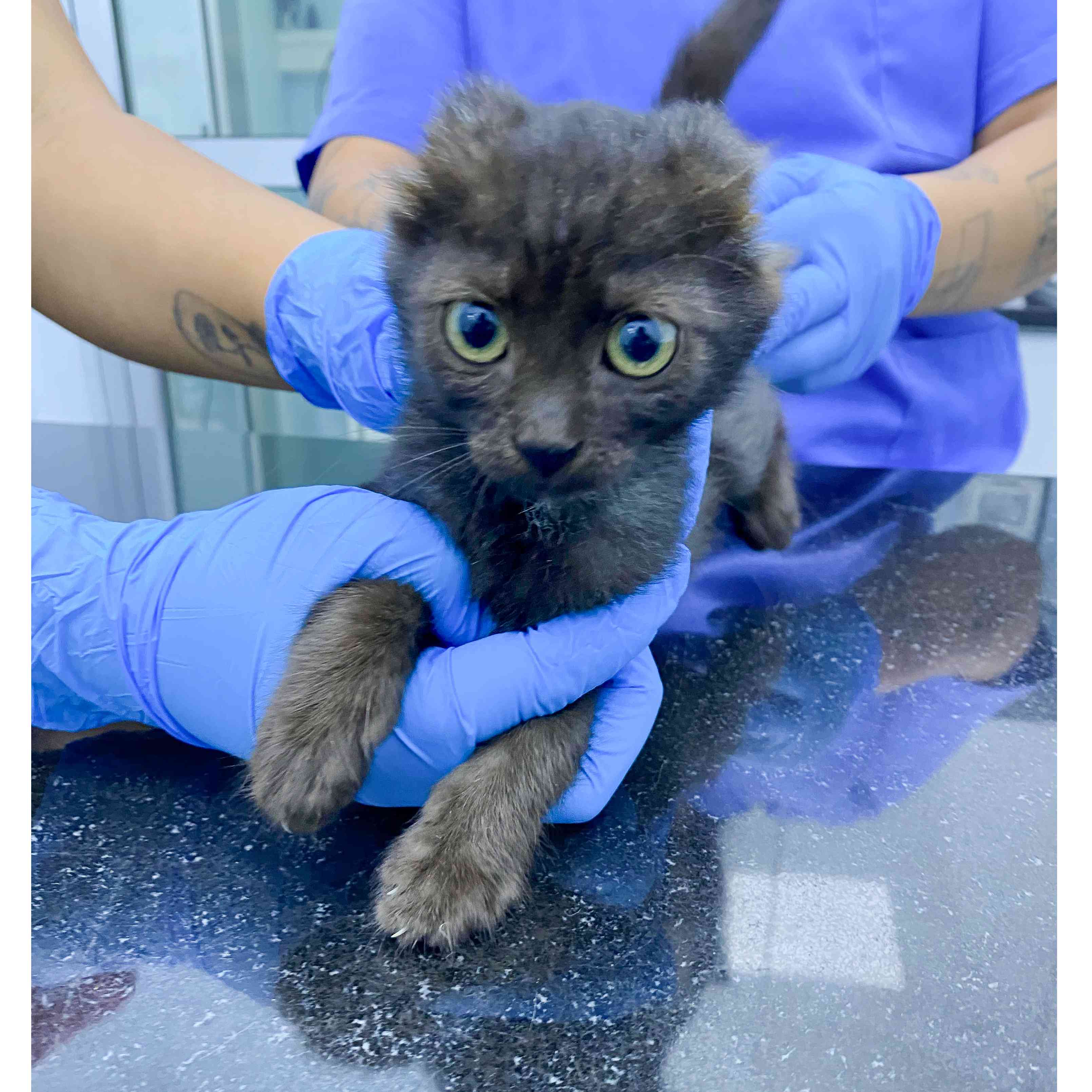 Donate to Toothless | Support animal welfare with CUDDLY