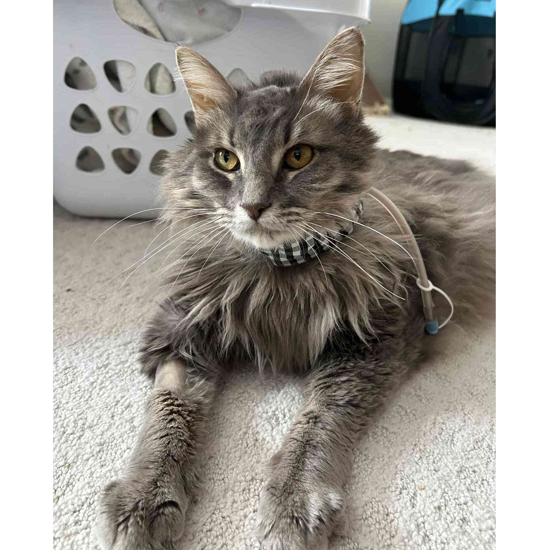 Donate to Big Chungus | Support animal welfare with CUDDLY