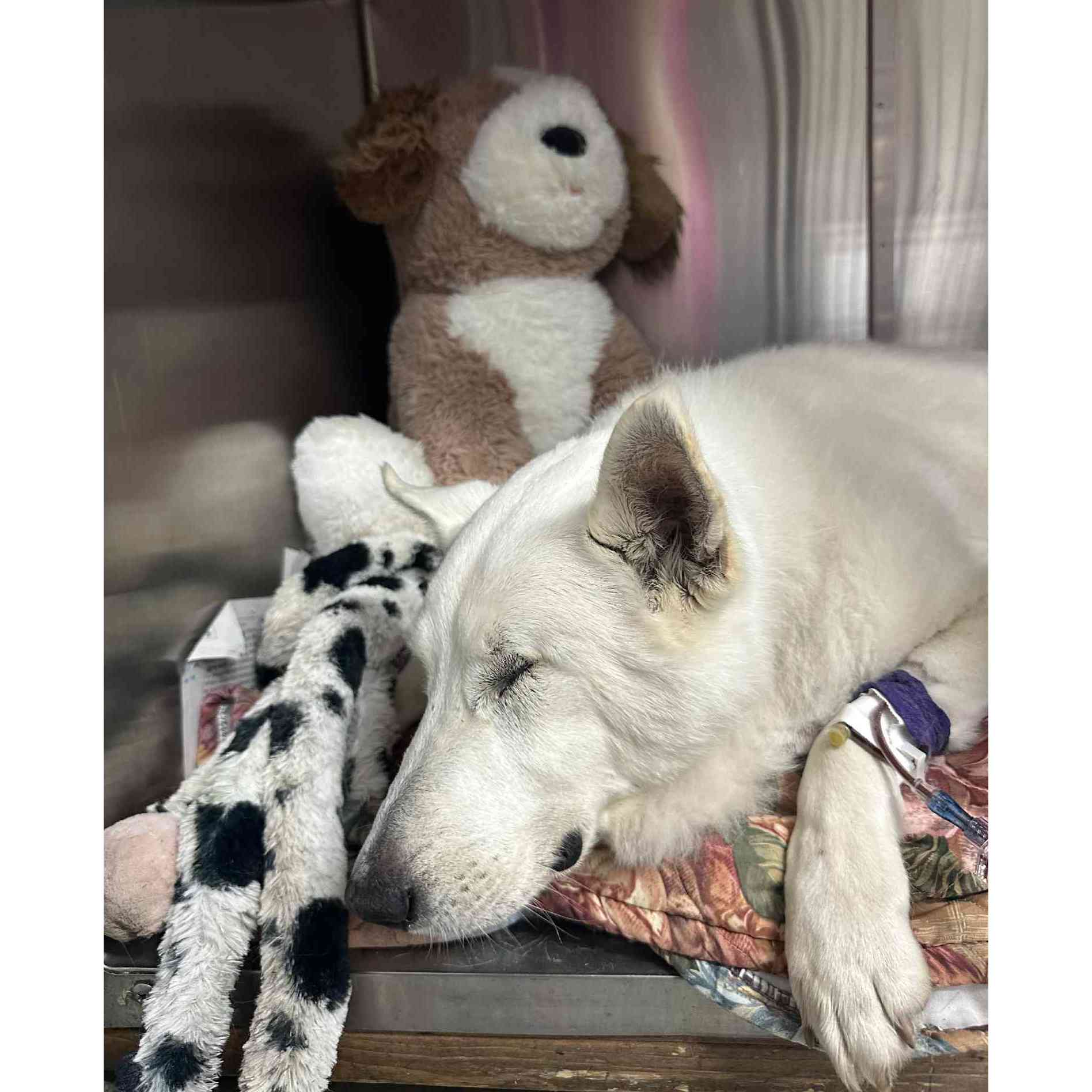 Donate to Koda | Support animal welfare with CUDDLY