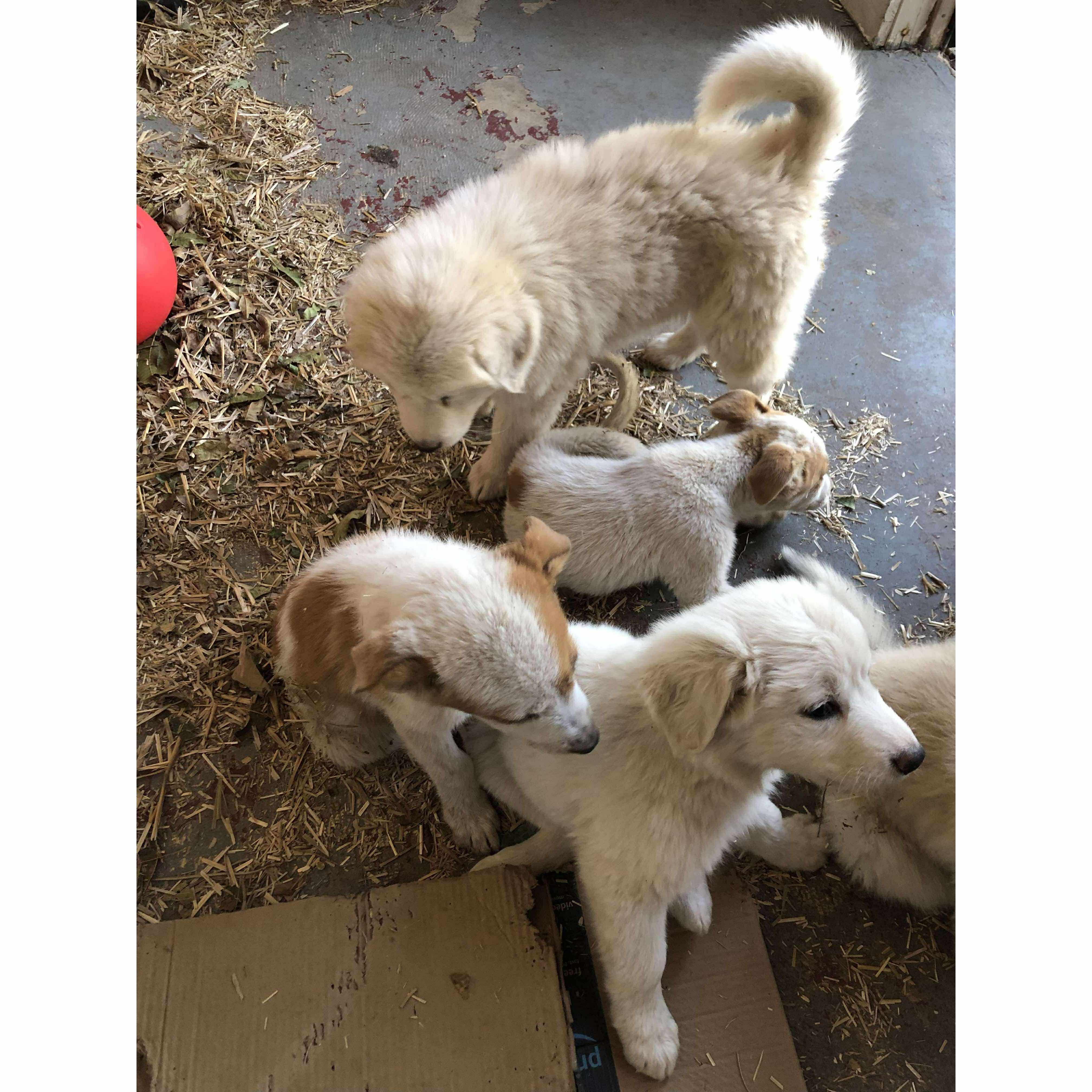Donate to Tansy | Support animal welfare with CUDDLY