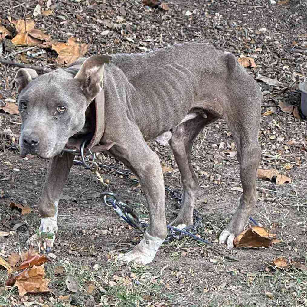 Donate to Annie | Support animal welfare with CUDDLY