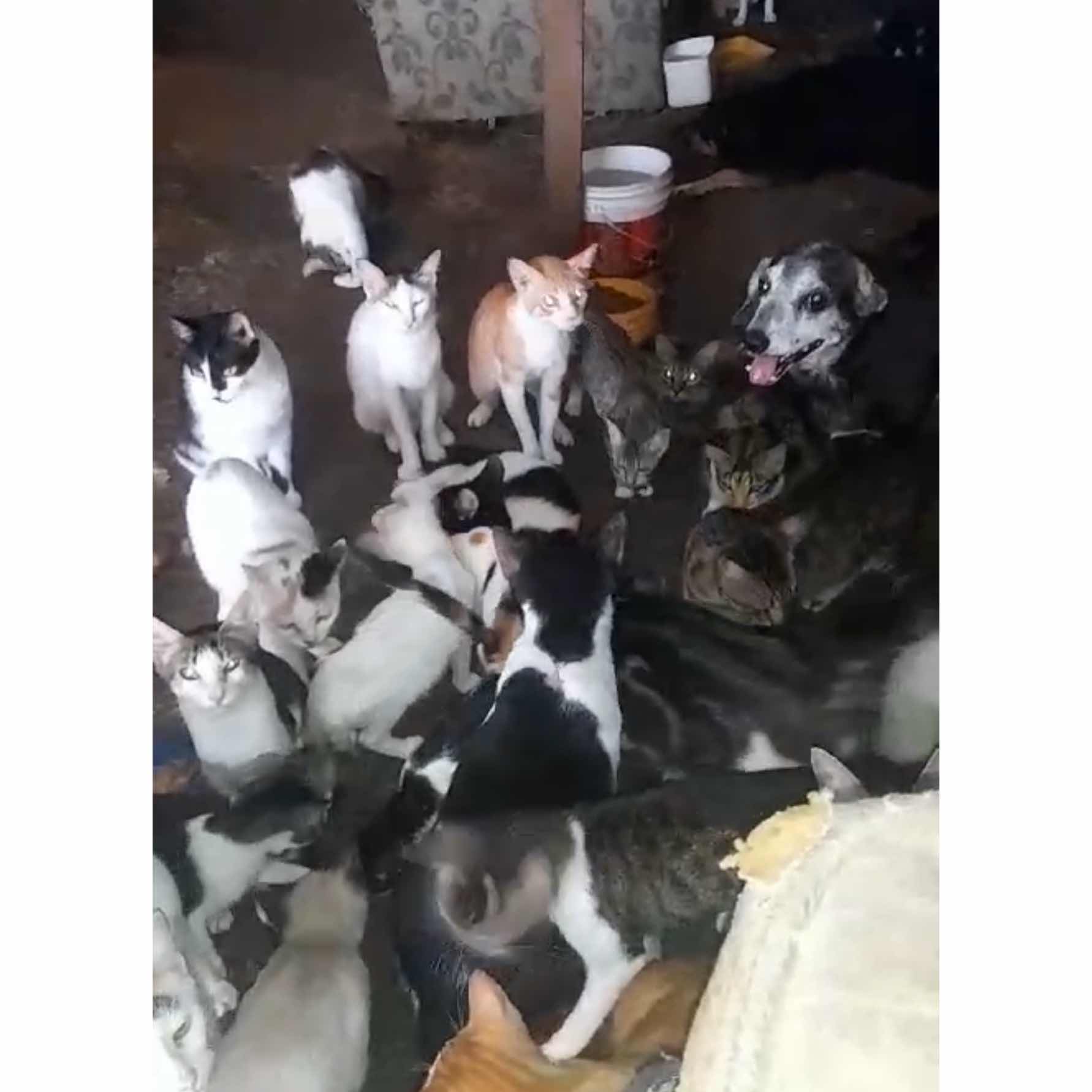 Donate to Starving animals need food | Support animal welfare with CUDDLY