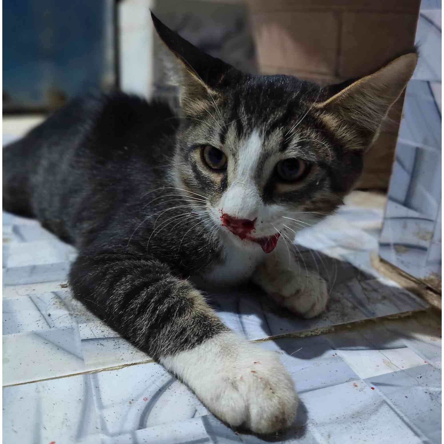 Donate to This Bleeding Kitten | Support animal welfare with CUDDLY