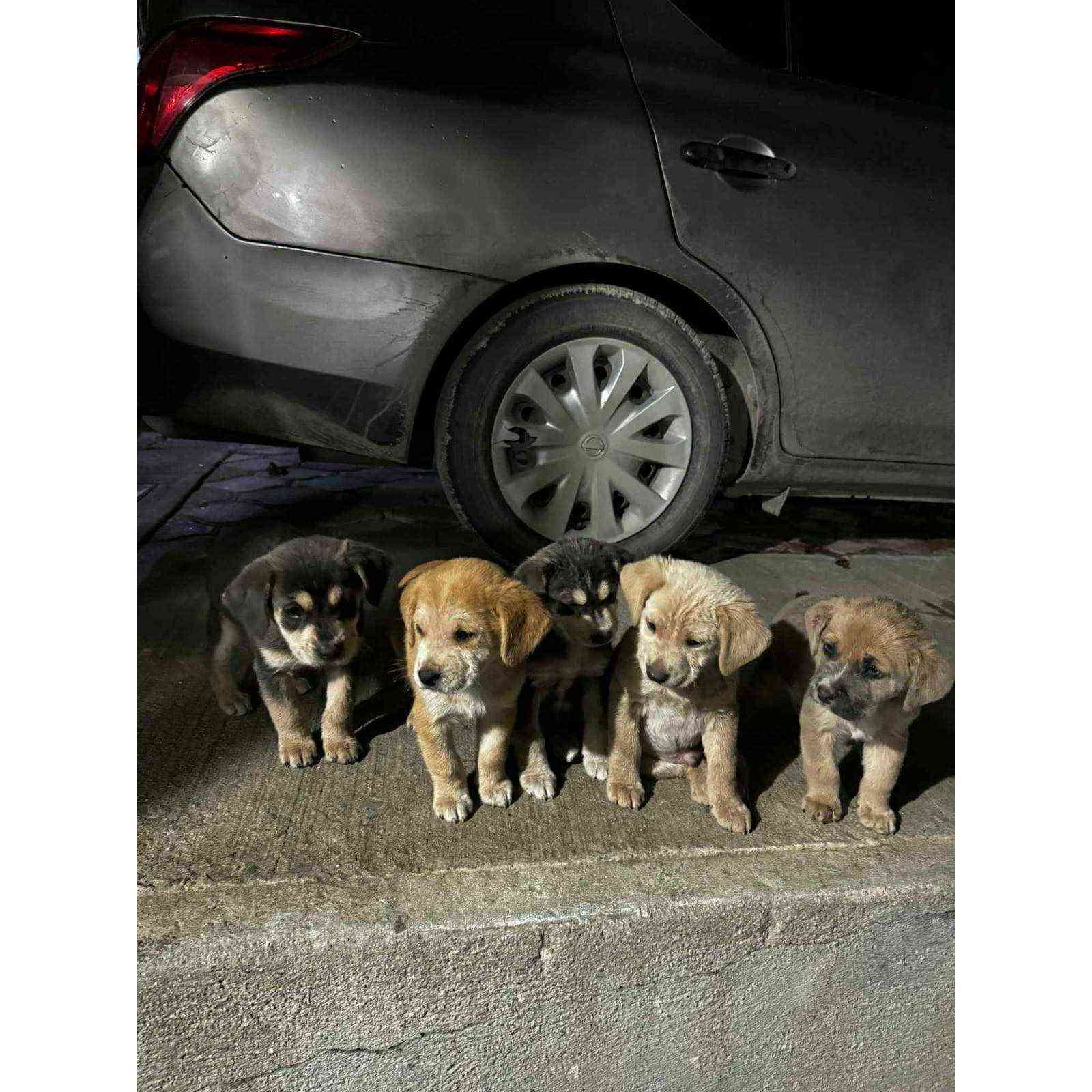 Donate to These Dumped Puppies | Support animal welfare with CUDDLY
