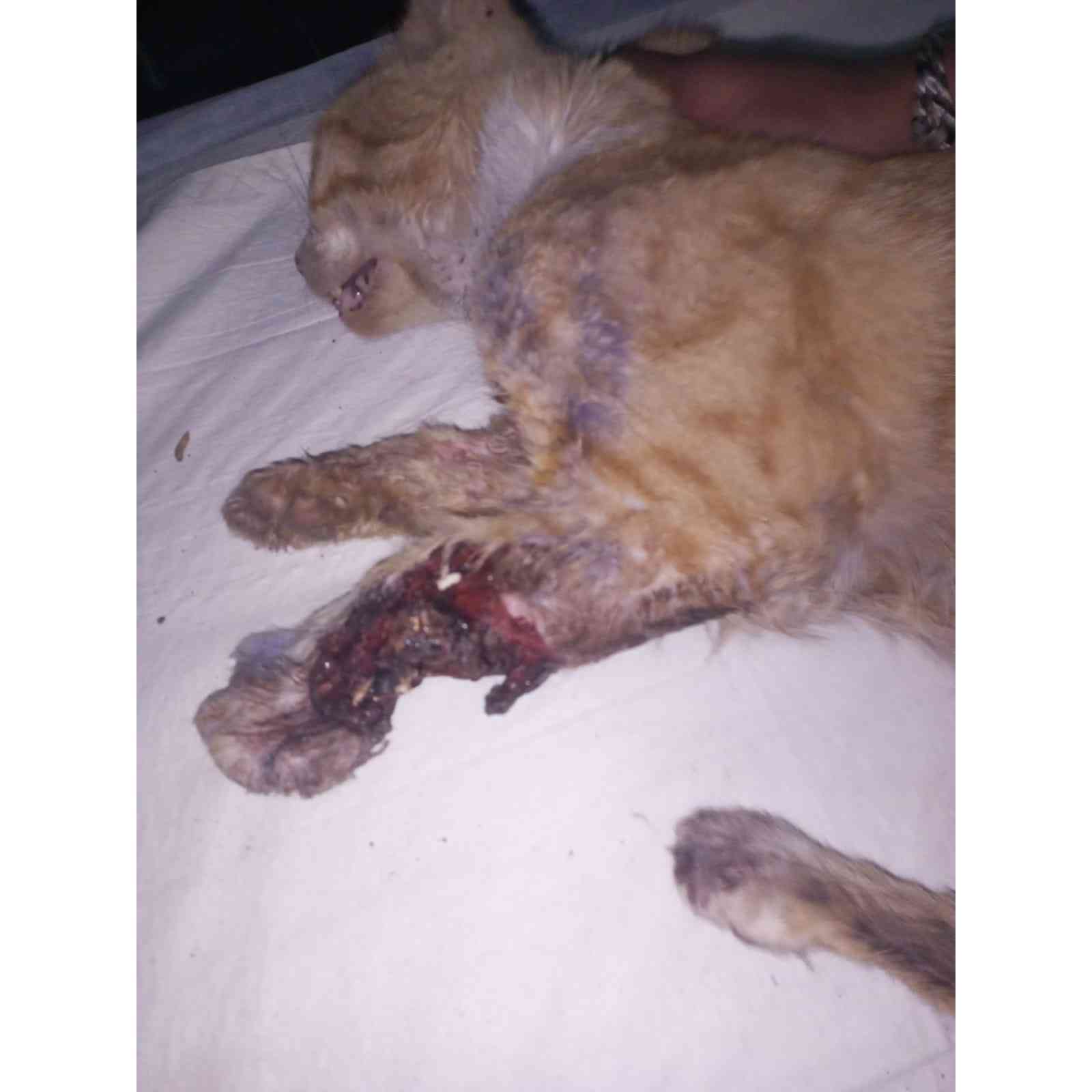 Donate to This Cat with Maggot-Infested Limb | Support animal welfare ...