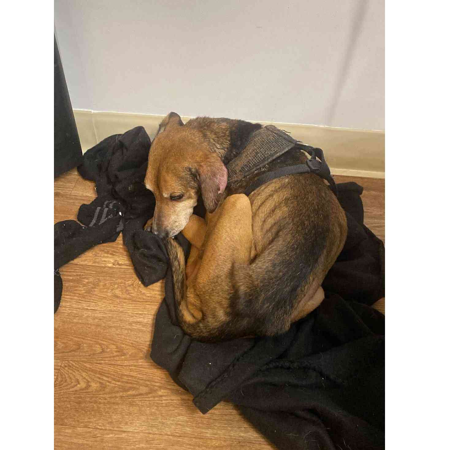 Donate to Spaz | Support animal welfare with CUDDLY