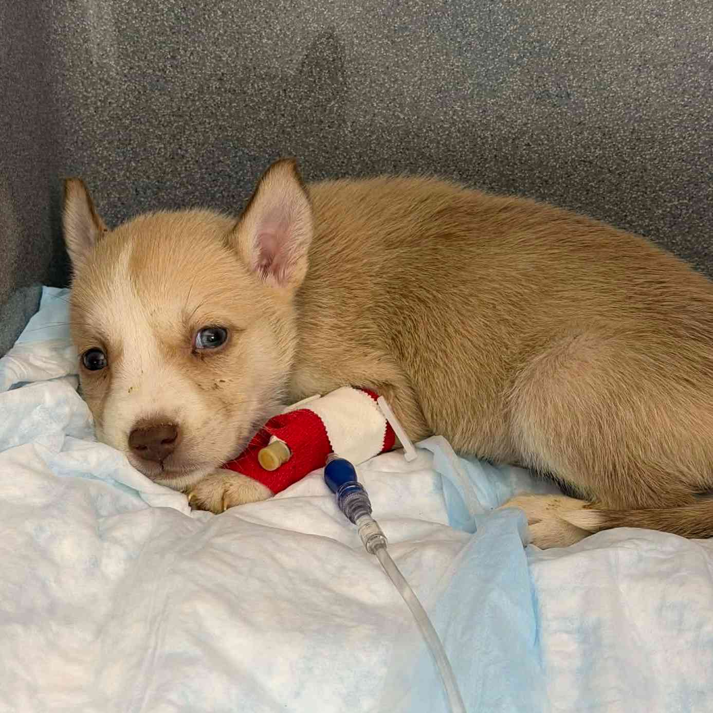 Donate to Eight Parvo Puppies | Support animal welfare with CUDDLY