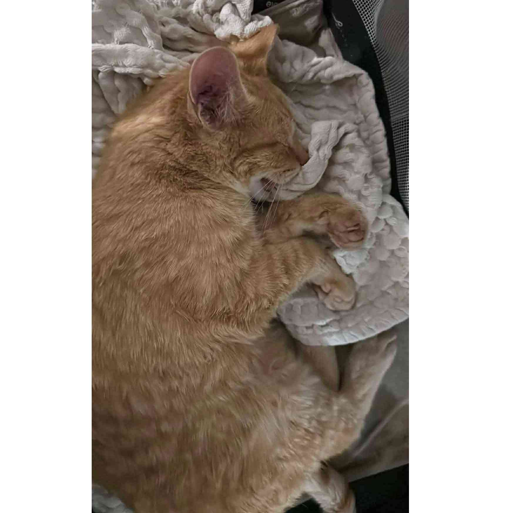 Donate to This Critical Cat | Support animal welfare with CUDDLY