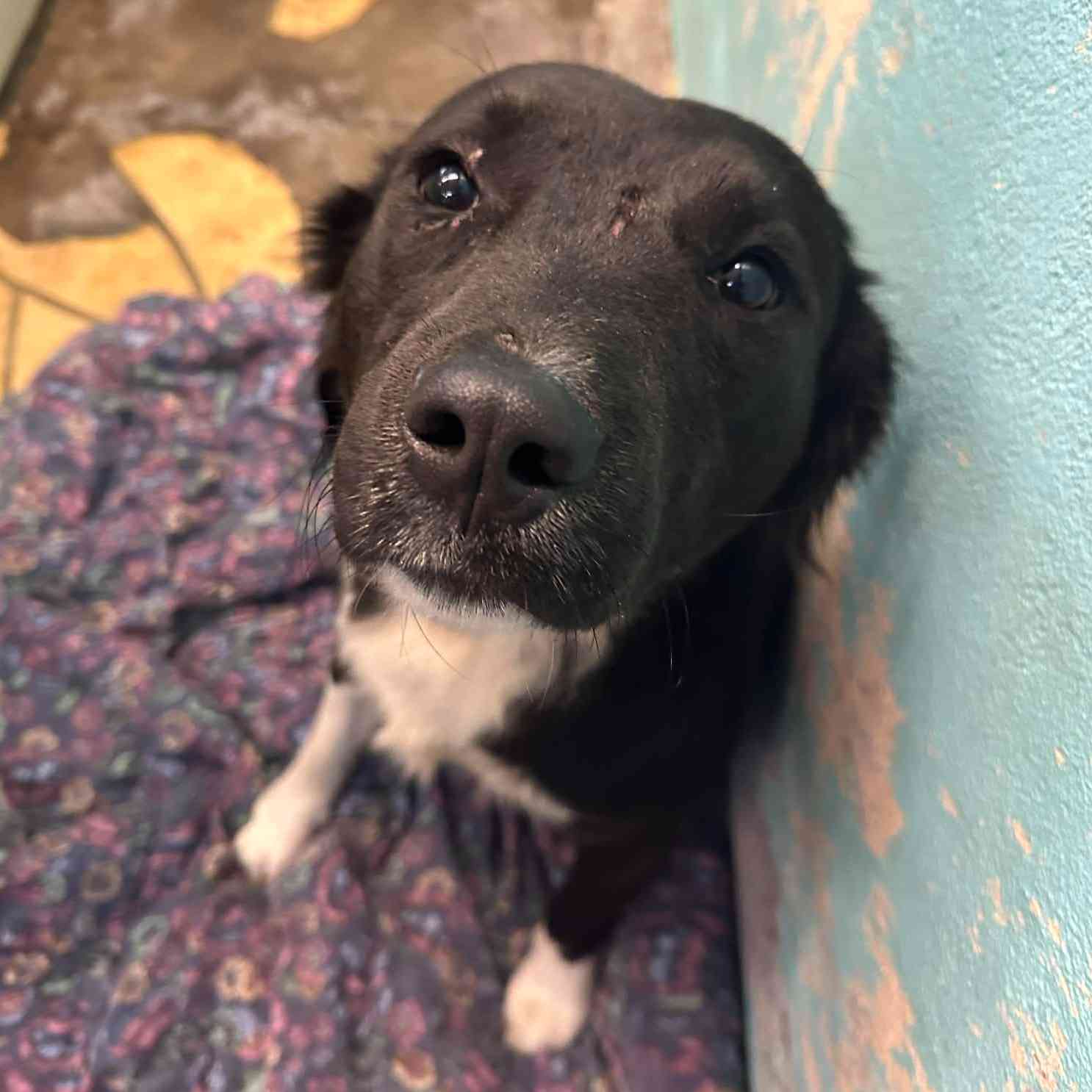 Donate to Dasher | Support animal welfare with CUDDLY