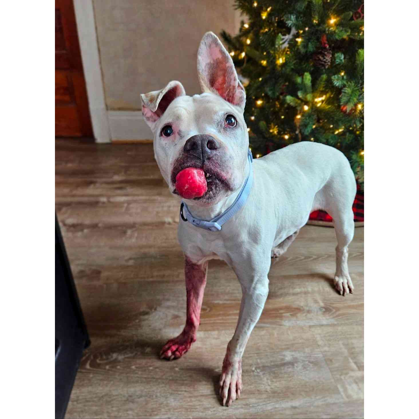 Donate to Sparkle | Support animal welfare with CUDDLY