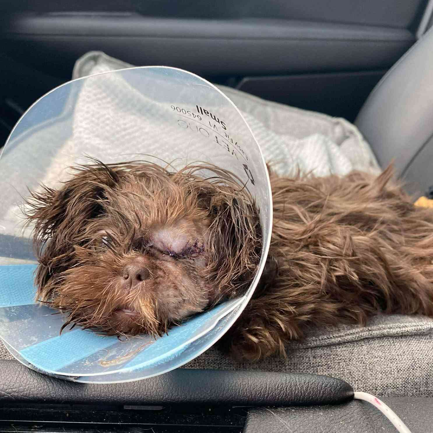 Donate to Gunner James | Support animal welfare with CUDDLY