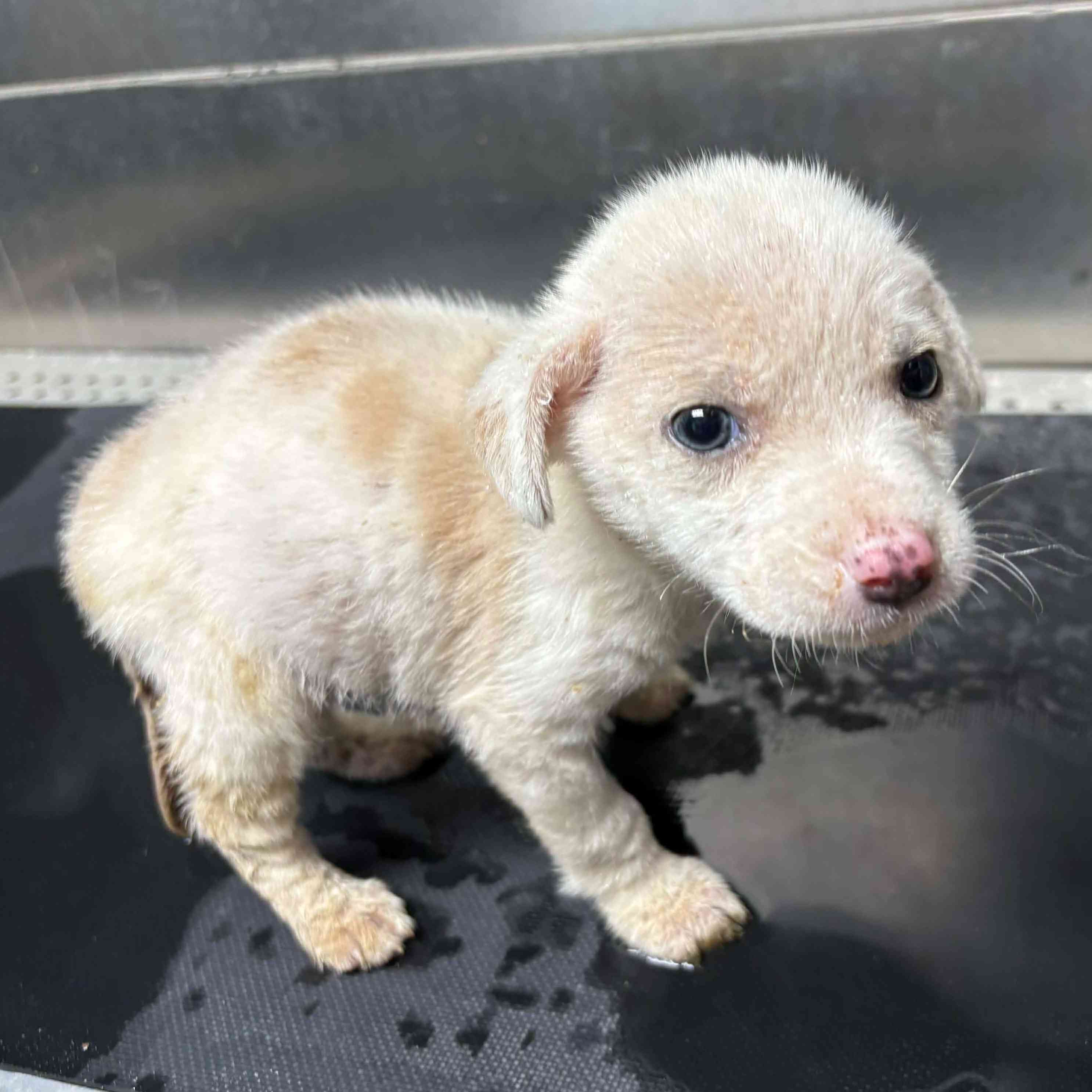 Donate to Possum | Support animal welfare with CUDDLY