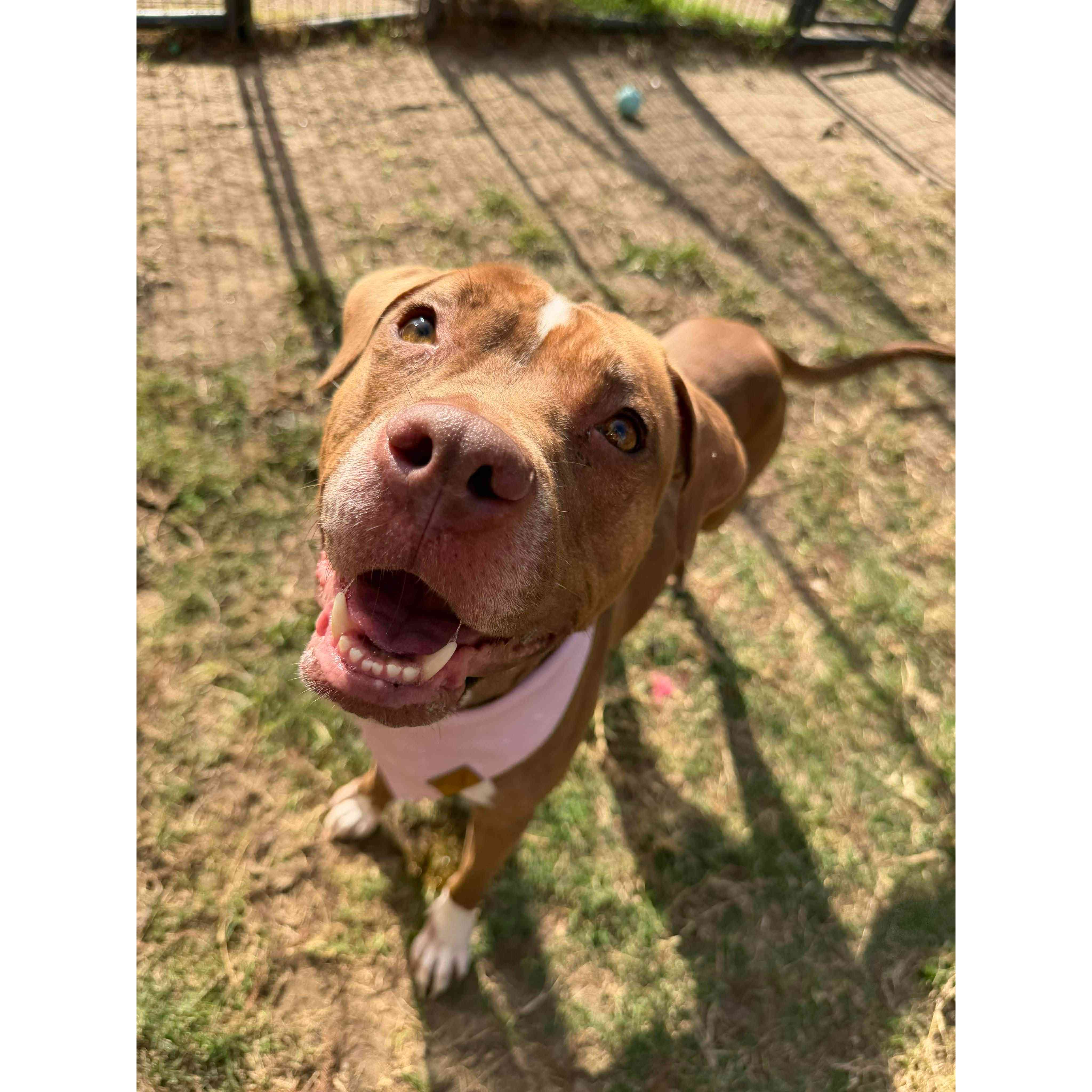 Donate to Ginger | Support animal welfare with CUDDLY
