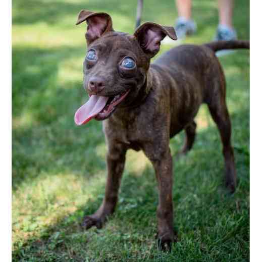 Donate to Echo | Support animal welfare with CUDDLY