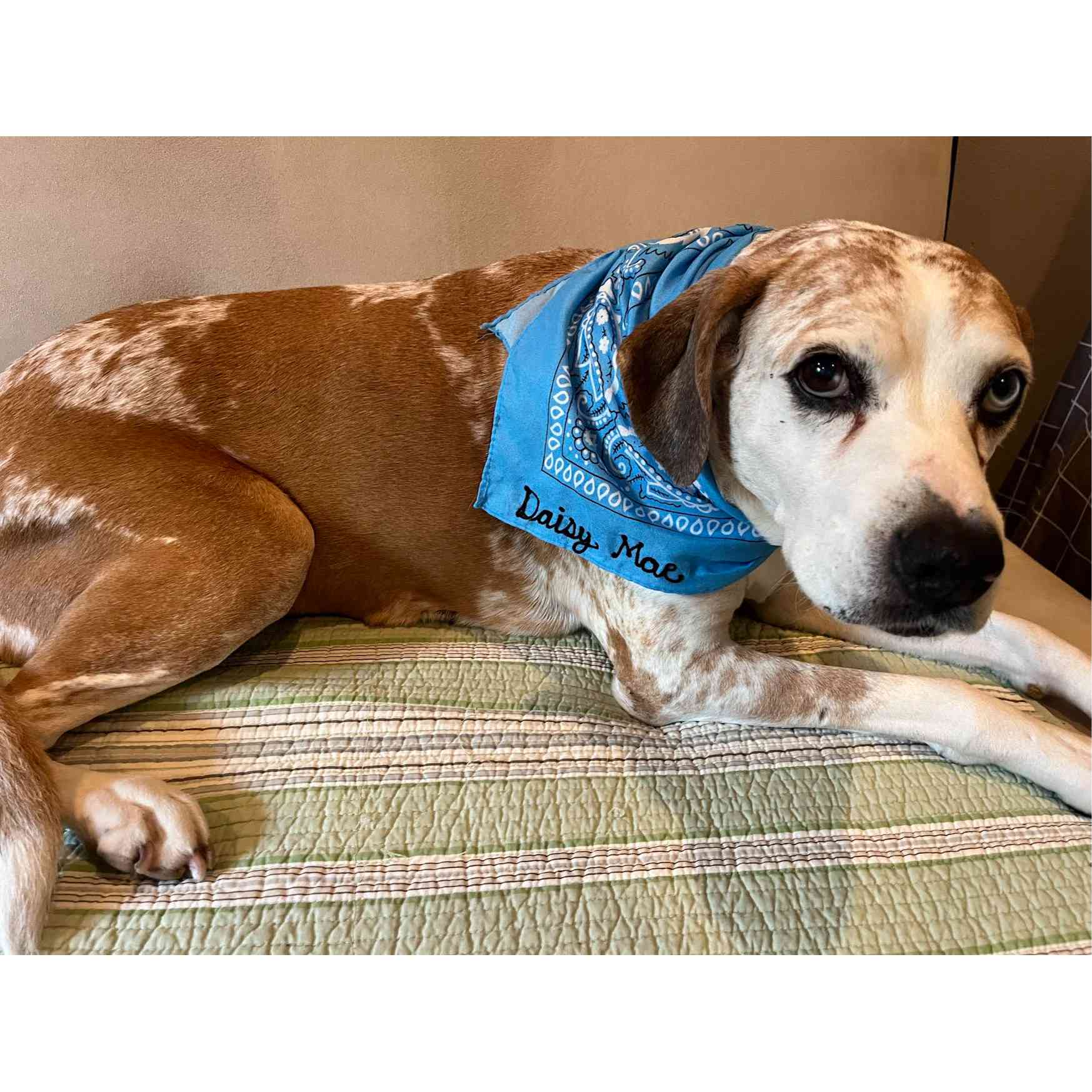 Donate to Daisy | Support animal welfare with CUDDLY