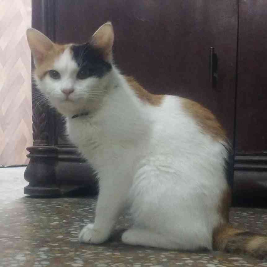 Donate to Leena | Support animal welfare with CUDDLY