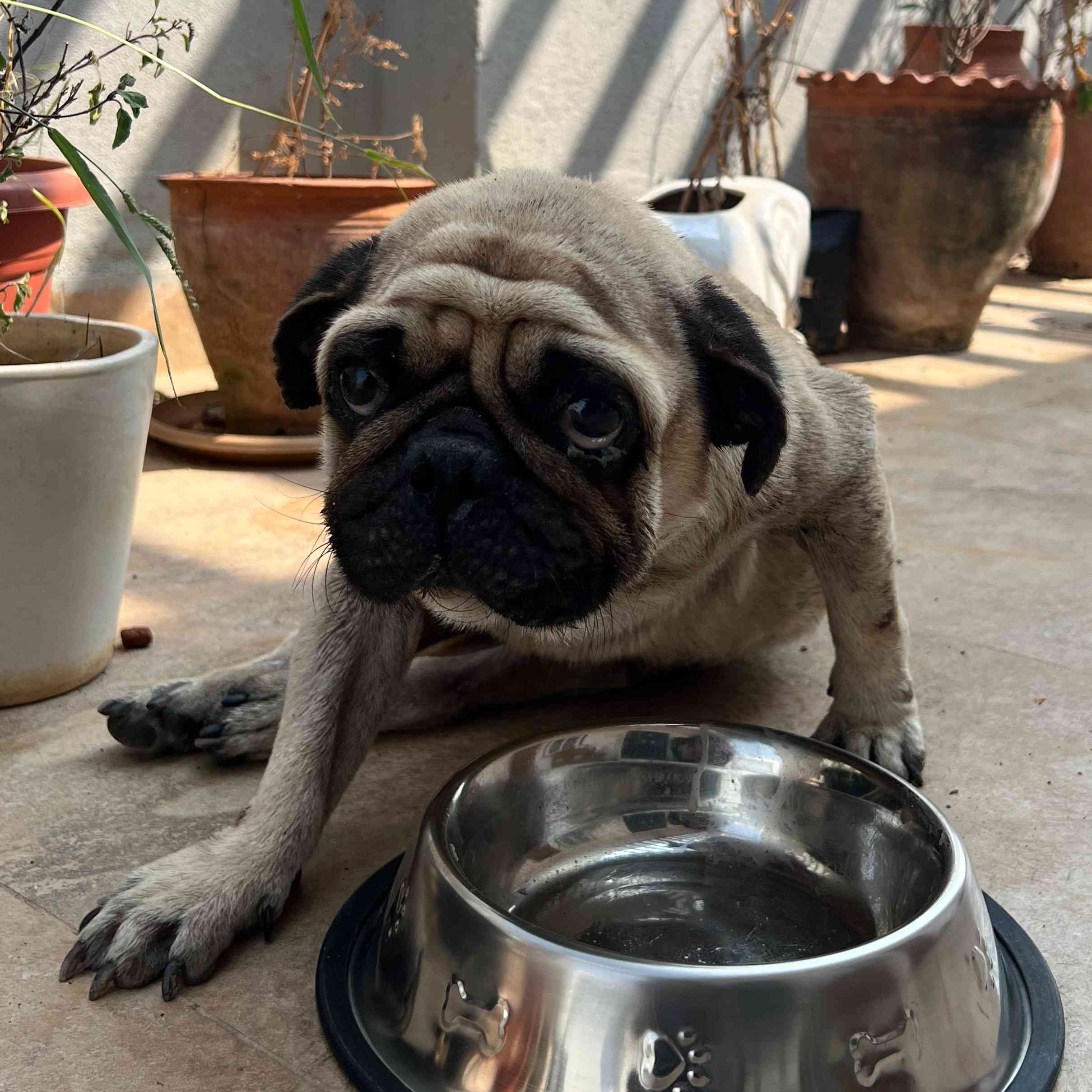 Donate to Alex | Support animal welfare with CUDDLY